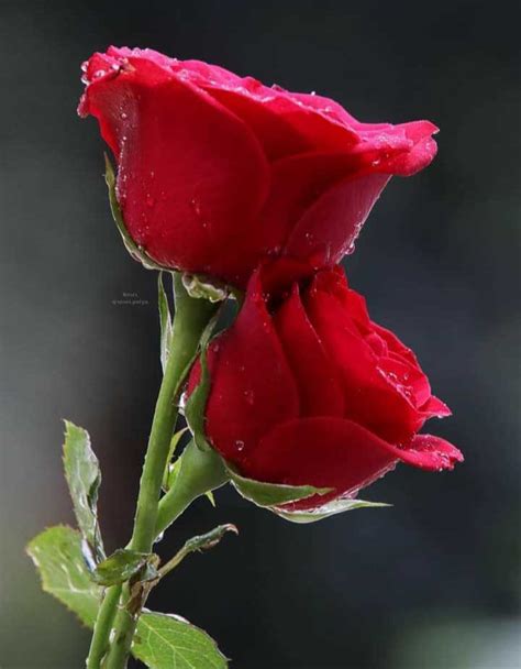 दिव्य प्रेम मान बड़ाई जगत में कूकर की पहिचान। प्यार किए मुख चाटई बैर किये तन हान ॥ मान