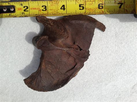 Giant Beaver Jaw Fossil Fossils And Artifacts For Sale Paleo Enterprises