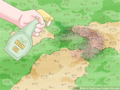11 Simple Ways To Treat Lawn Fungus Naturally Wikihow