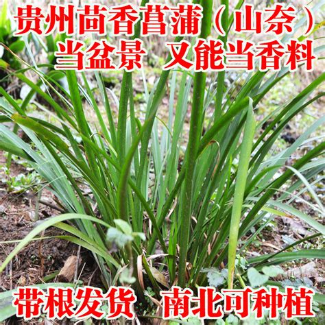 沙姜叶子图片大全 沙姜全株图片 沙姜苗图片 大山谷图库
