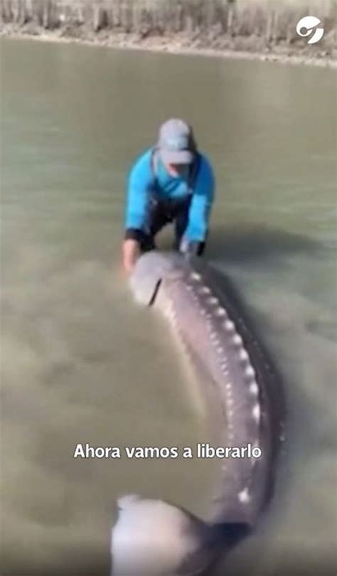 Hallaron El Cadáver De Un Esturión En La Costa De Estados Unidos