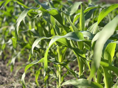 เกษตร 5g สาระดีออนไลน์ 5 องค์ประกอบ สู่ความสำเร็จกับอาชีพเกษตร 🌾🌾🌾 1⃣ ดินดี น้ำดี 2⃣ ปุ๋ยดี ยา