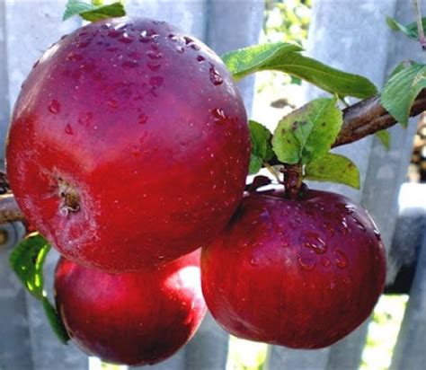 Описание сорта яблони Цыганка фото яблок важные характеристики урожайность с дерева