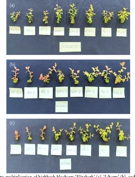 Figure 1 From Efficient Micropropagation Protocol Of Three Cultivars Of Highbush Efficient