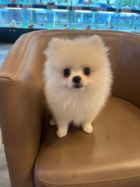 포메라니안 루이 사모예드 도베르만 꼬똥드툴레아 진돗개 친칠라 고양이수명 개 차우차우 퍼그 코카스파니엘 빠삐용 베들링턴테리어