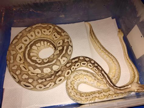 super lesser ball python