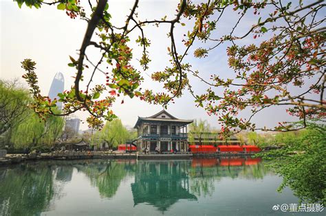 五龙潭的海棠花即将进入盛花期