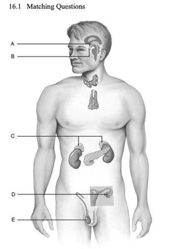 Anatomy Physiology II Matching Exam I Flashcards Quizlet