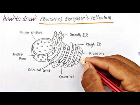 Structure Of Endoplasmic Reticulum Diagram Reticulum Endopla