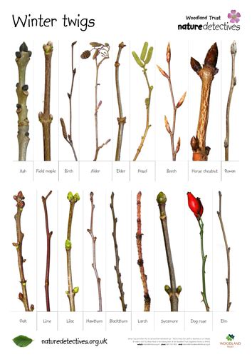 Rowan Twig Identification Sheets Teaching Resources