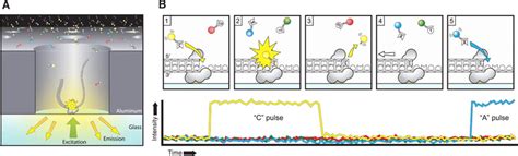 Principle Of Single Molecule Real Time Sequencing A A Single Molecule Download Scientific