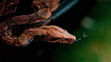Boa Constrictor Wallpapers Wallpaper Cave