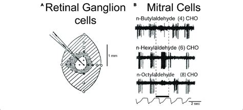 Example Of A Microcircuit Function Lateral Inhibition In The Retina Download Scientific