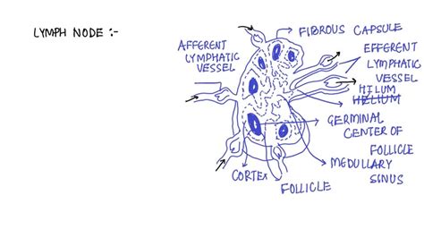Solved Draw The Structure Of A Lymph Node And Describe The Function Of A Germinal Centre