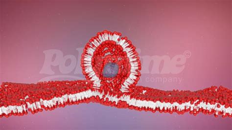 Transcytosis Polymime