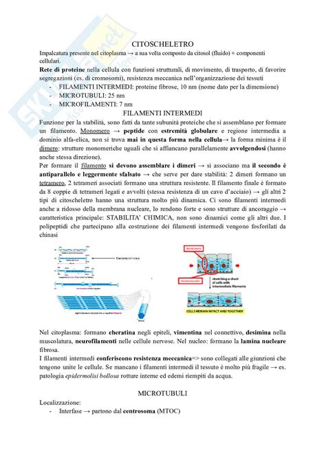 Citoscheletro