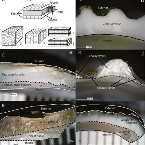 Microstructure Of Different Shell Species A Types Of Download Scientific Diagram