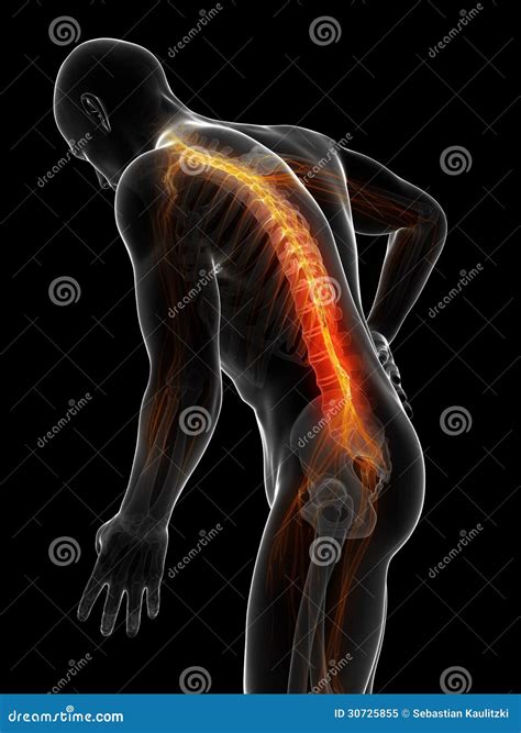 Highlighted Spine Stock Illustration Illustration Of Bone 30725855