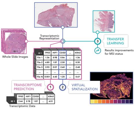 Integrating Multimodal Data To Meet Clinical Challenges Owkin Machine Learning