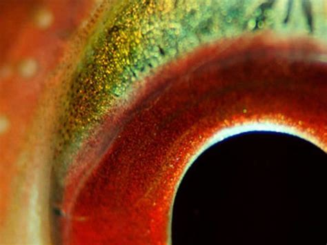 Test Guess The Objects In These Pics