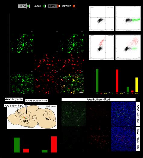 Validation Of Dual Color Gene Expression Vector In Vitro A Download Scientific Diagram