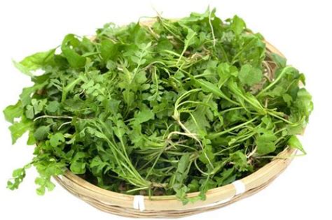 地菜的功效与作用及禁忌 地菜的副作用有哪些 趣丁网