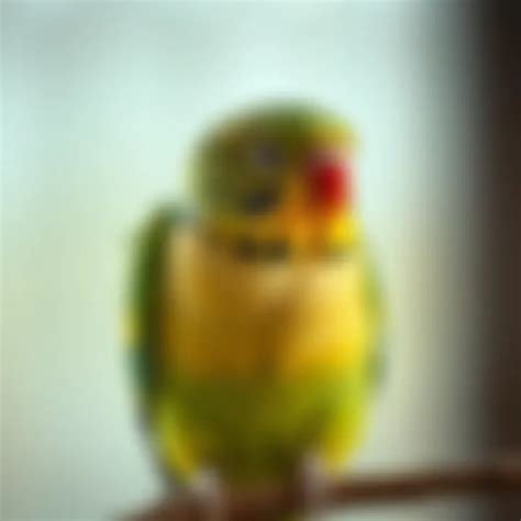 Understanding The Importance Of Organic Parakeet Food