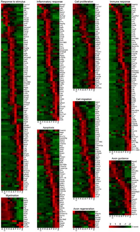 Hierarchical Clustering Of Key Regulatory Genes Involved In Designated Download Scientific