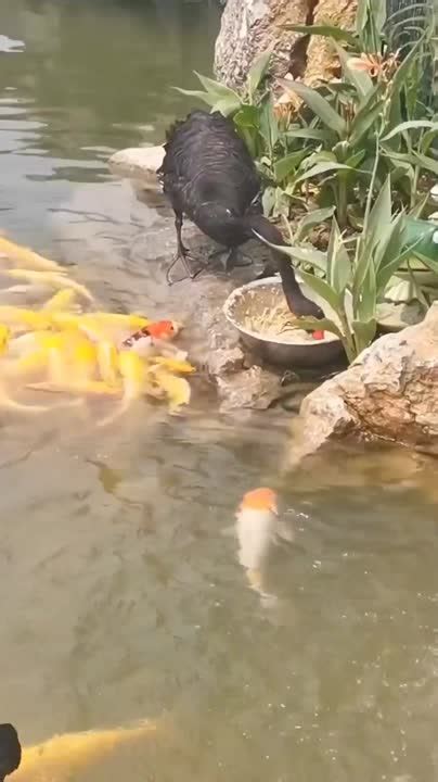 Video Michael Uwadone Posted On Linkedin