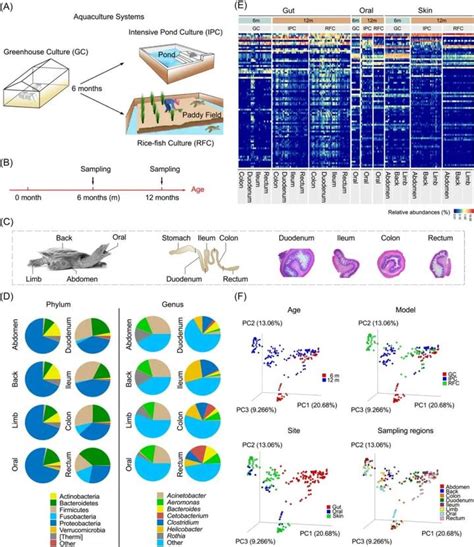 跟着imeta学做图｜ggplot2绘制多个饼图展示菌群物种组成 知乎