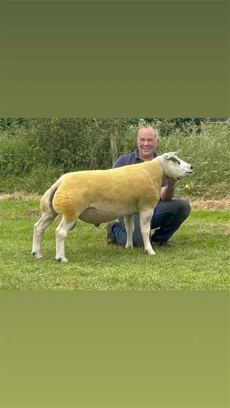 Beltex Sale Harrison And Hetherington Lot 34 Blackadder Jericho From Neil