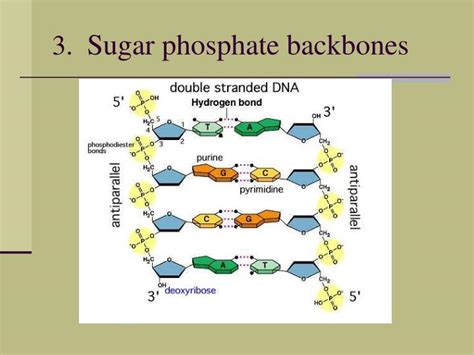 What Is Sugar And Phosphate In Dna At Paul Craig Blog