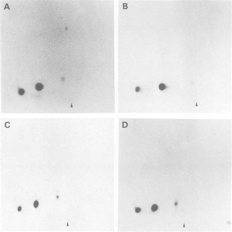 Two Dimensional Tryptic Phosphopeptide Analysis Of P75g9g Verba And Of