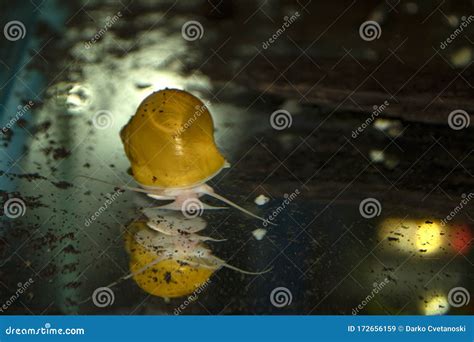 Yellow Apple Snail In Exotic Freshwater Aquarium Stock Image Image Of
