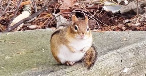 Bonding With A Very Pregnant Chipmunk Who Is About To Give Birth