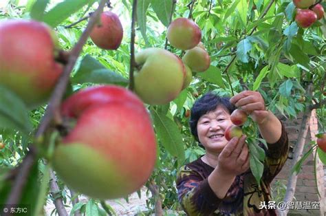 溫室大棚栽植桃樹的管理方法與技巧 每日頭條