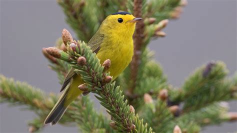 ornithological society to rename dozens of birds — and stop naming them after people the hill