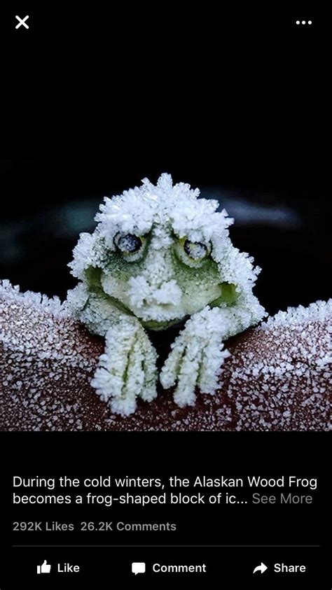 Hibernating Frog Tree Frogs Frog Frog And Toad