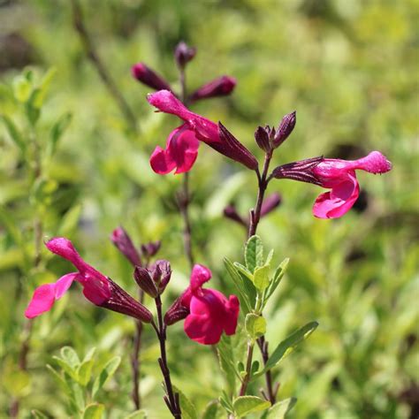 Salvia Greggii Big Pink Texas Autumn Sage From Sandys Plants