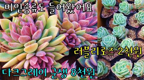 오늘도 2천원부터 시작하는 하니다육 신상 010 8061 7494 24시간 문자 주문 가능 Youtube