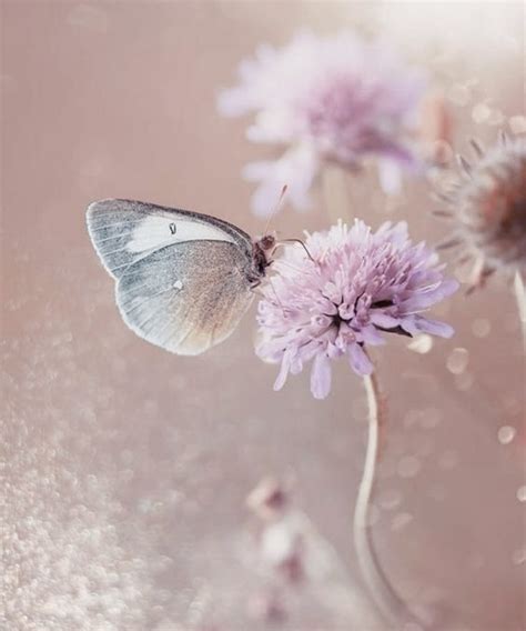 Нежные пыльно лилово розовые оттенки и нежно голубые тона — сочетание пастельных тонов