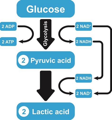 What Is Glycolysis Foppa Casa