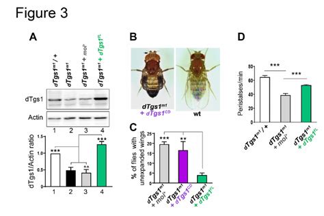 Flies Homozygous For Dtgs1 Hypomorphic Mutations Exhibit Defective Wing Download Scientific