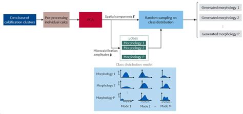 Overview Of The Steps Carried Out To Generate New Microcalcifications Download Scientific Diagram