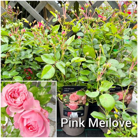 Сорта роз для выращивания в горшках Реальный Розарий Дзен