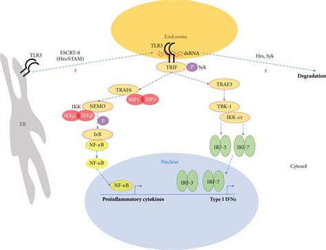 Tlr3 Signaling In Astrocytes Upon Dsrna Recognition In The Endosomal