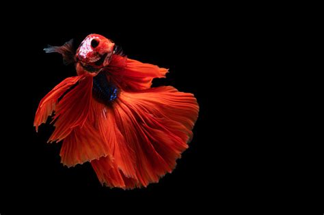 베타의 리듬은 고립 된 검은 배경을 통해 물고기 싸움 을 화려하게 복사 공간이있는 흰색 파란색 및 빨간색 샴 베타 물고기의 아름다운 움직이는 순간 0명에 대한 스톡 사진 및