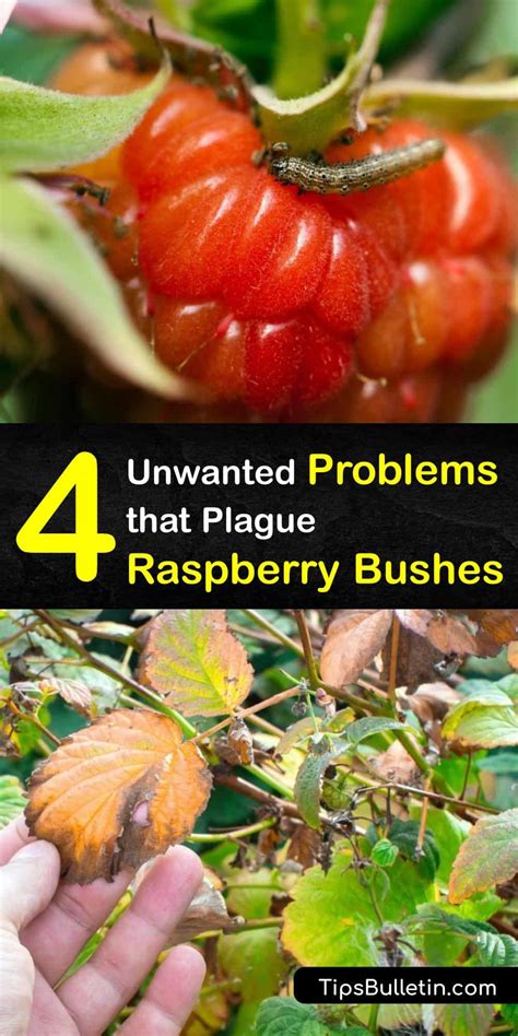 Problems Growing Raspberries What You Need To Do