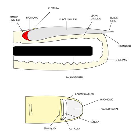 El Moderno Prometeo Anexos Cutáneos Anatomía De La Uña