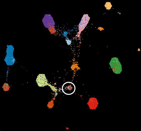 How Are Custom Annotations Created TumorMap Help